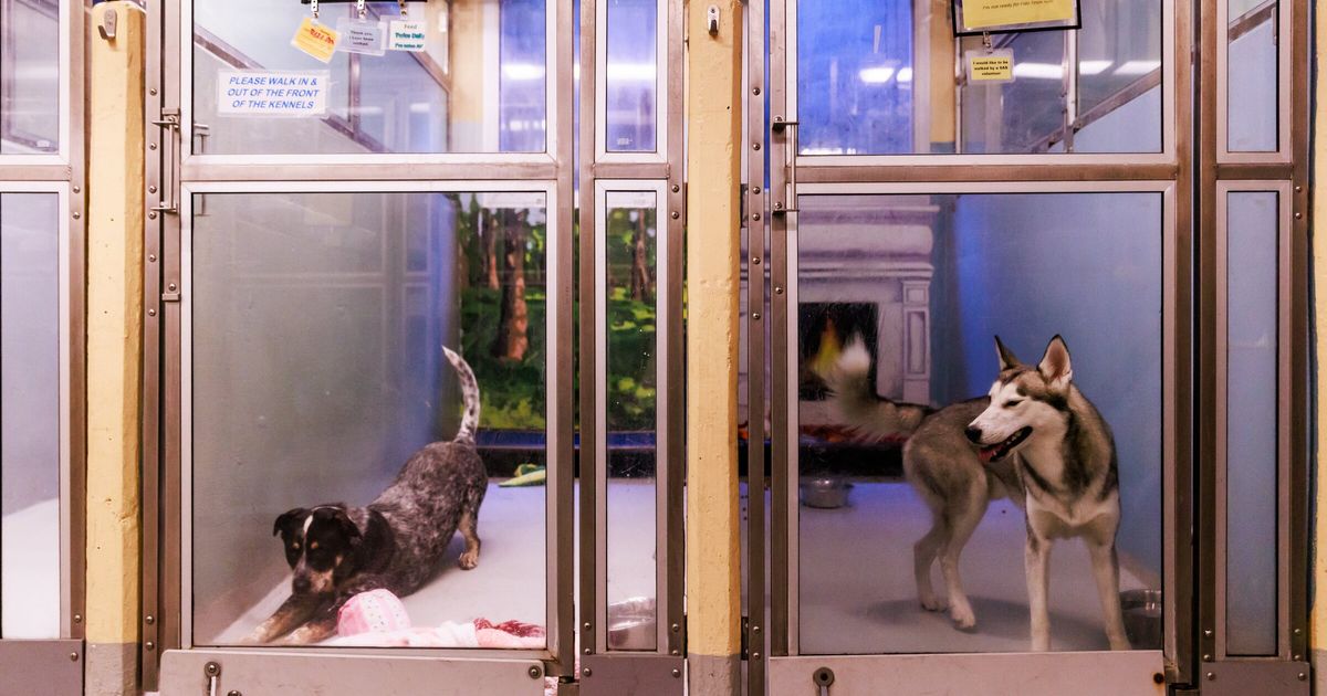 Seattle Animal Shelter leader resigns, criticizes city over funding ...