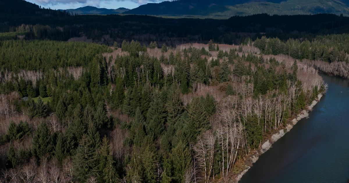 WA’s older forests capture carbon better than nearly any other | The ...