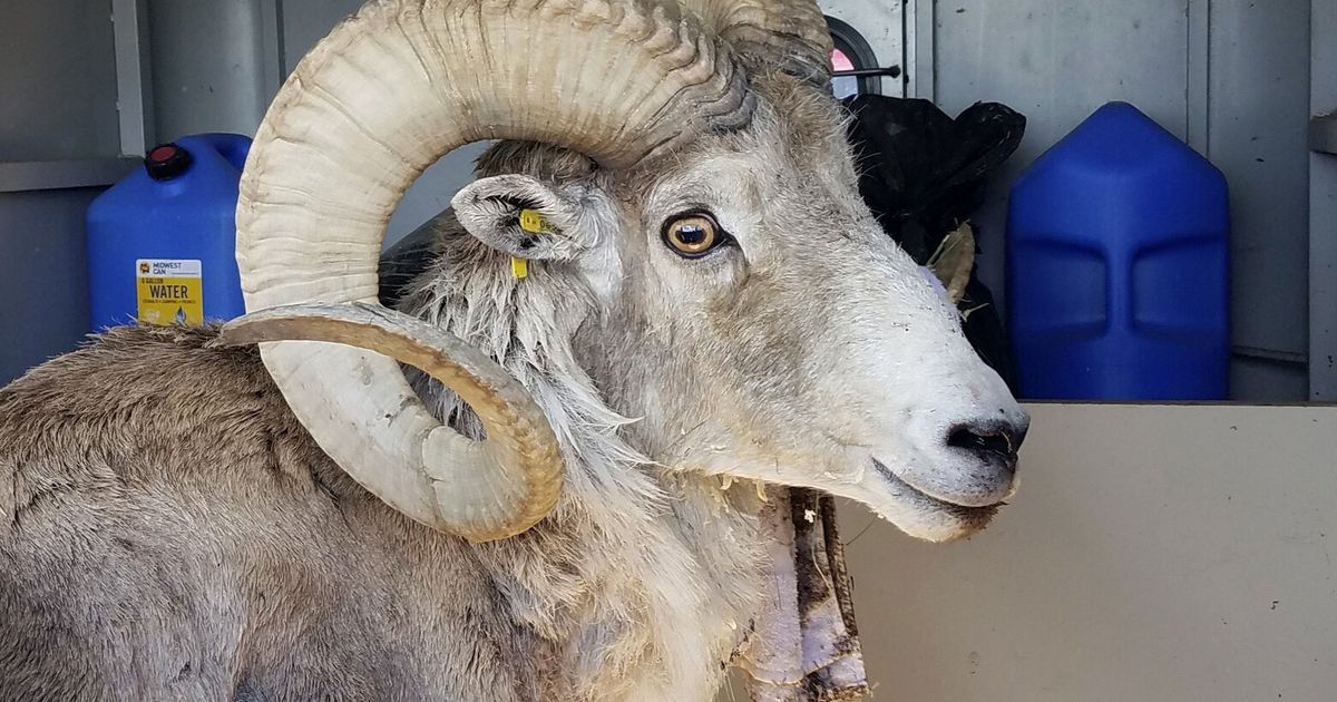 Montana man gets 6 months in prison for cloning giant sheep and ...