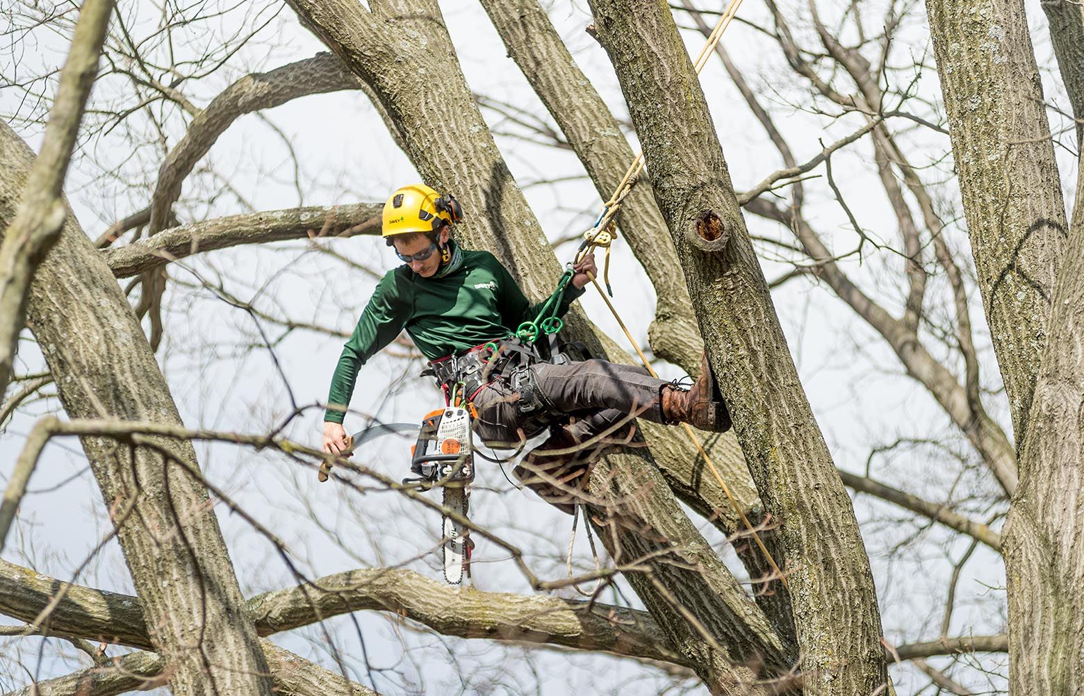 The Davey Tree Expert Company | Advertisers | The Seattle Times