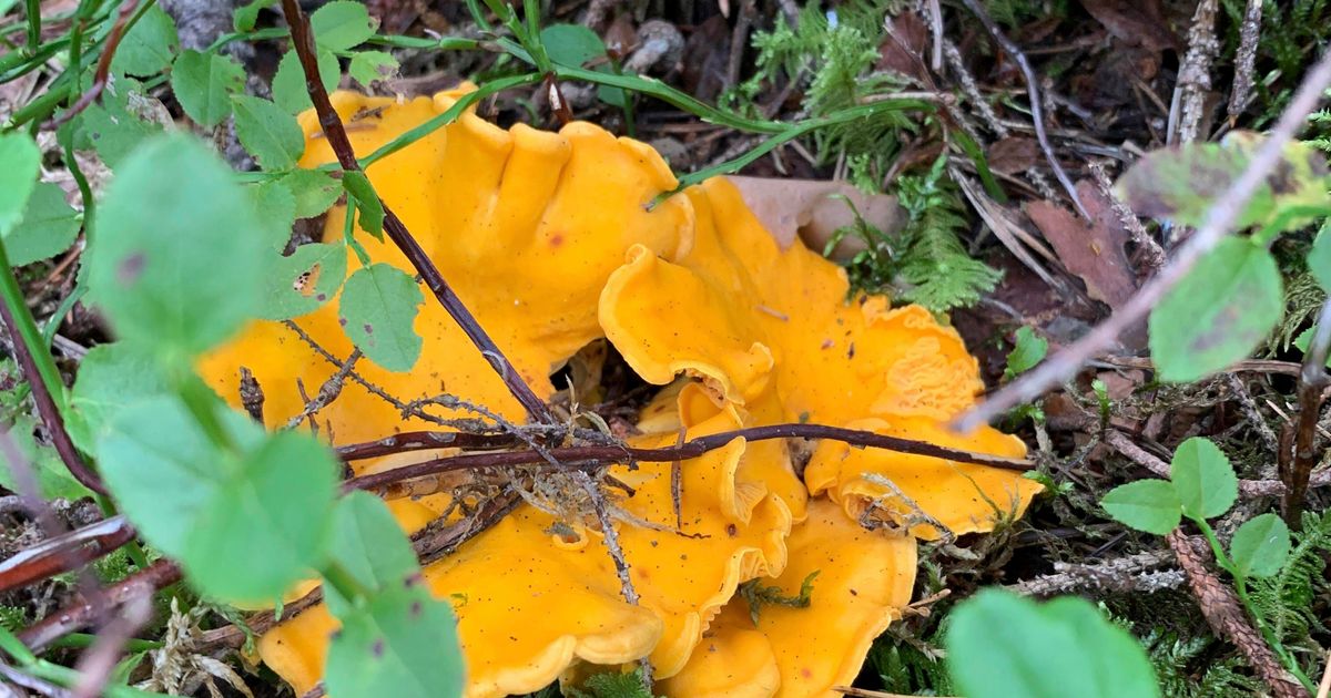 Mushrooms foraged in Sweden could help research Chernobyl fallout | The ...