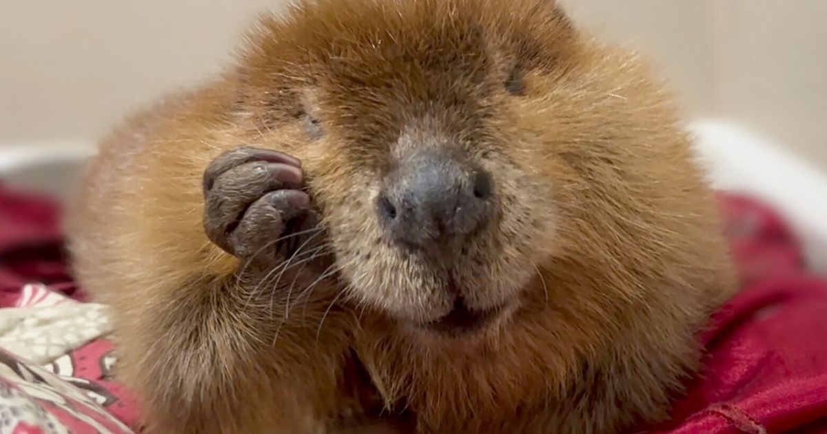 Nibi the beaver’s fate lands in court as rescuers try to stop her ...