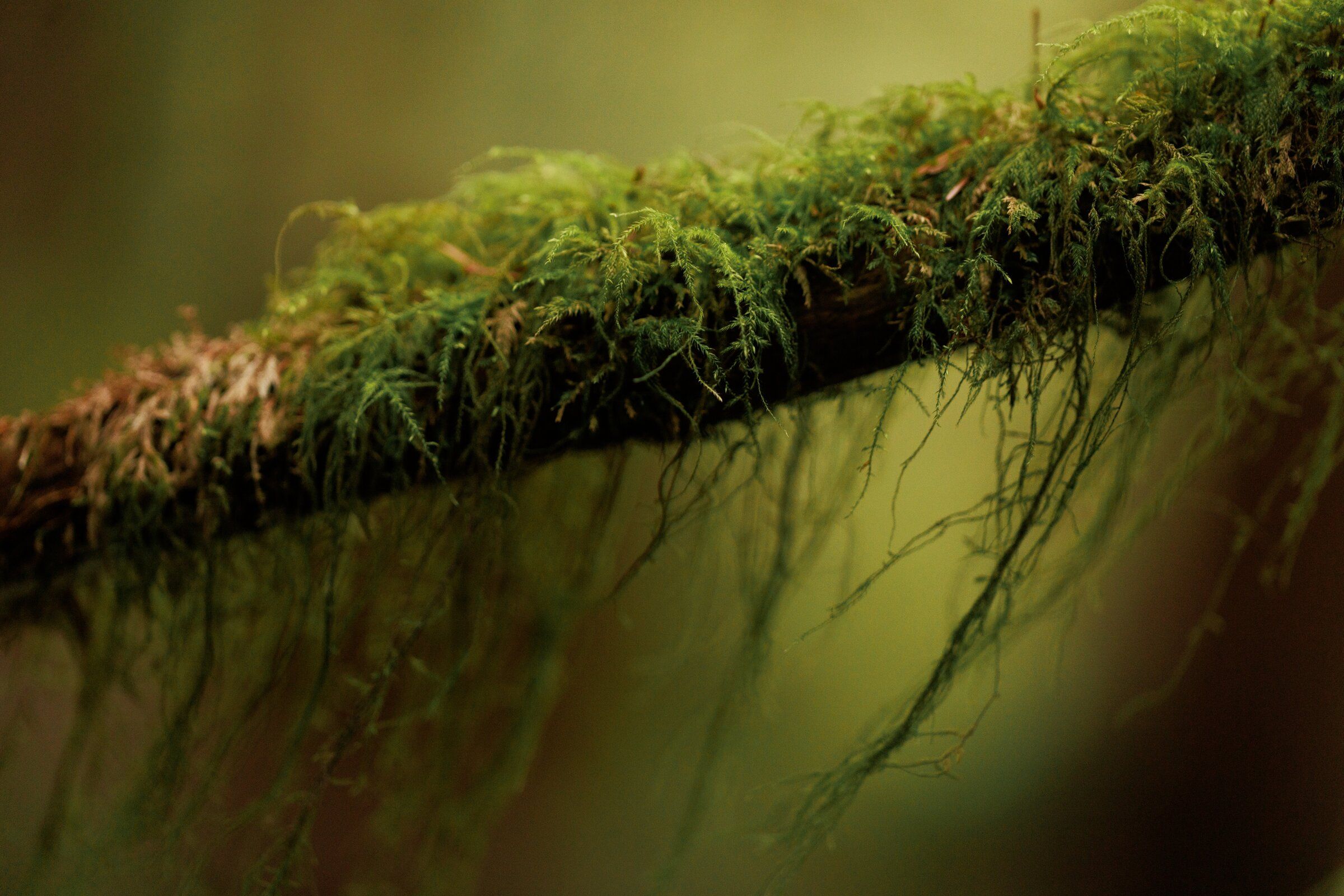 WA’s fight over the old-growth forests of tomorrow | The Seattle Times