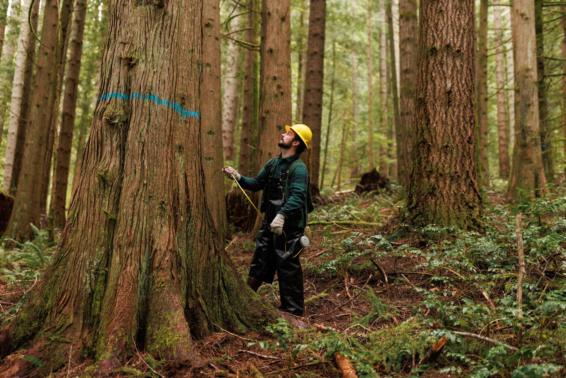 WA’s fight over the old-growth forests of tomorrow | The Seattle Times