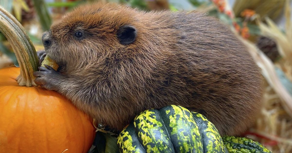 Nibi the ‘diva’ beaver to stay at rescue center, Massachusetts governor ...