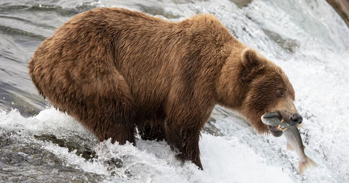 Alaska’s Fat Bear Week kicks off with online voting to crown the most ...