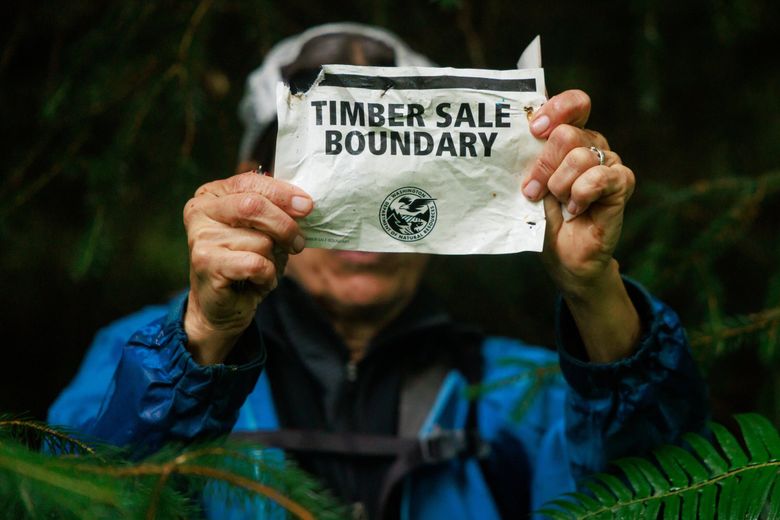 WA’s fight over the old-growth forests of tomorrow | The Seattle Times