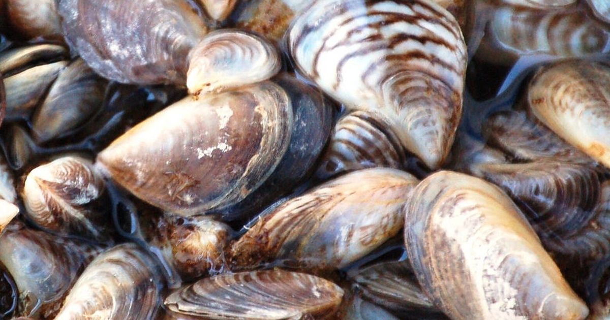 Idaho will again use chemical to kill invasive mussels in Snake River ...