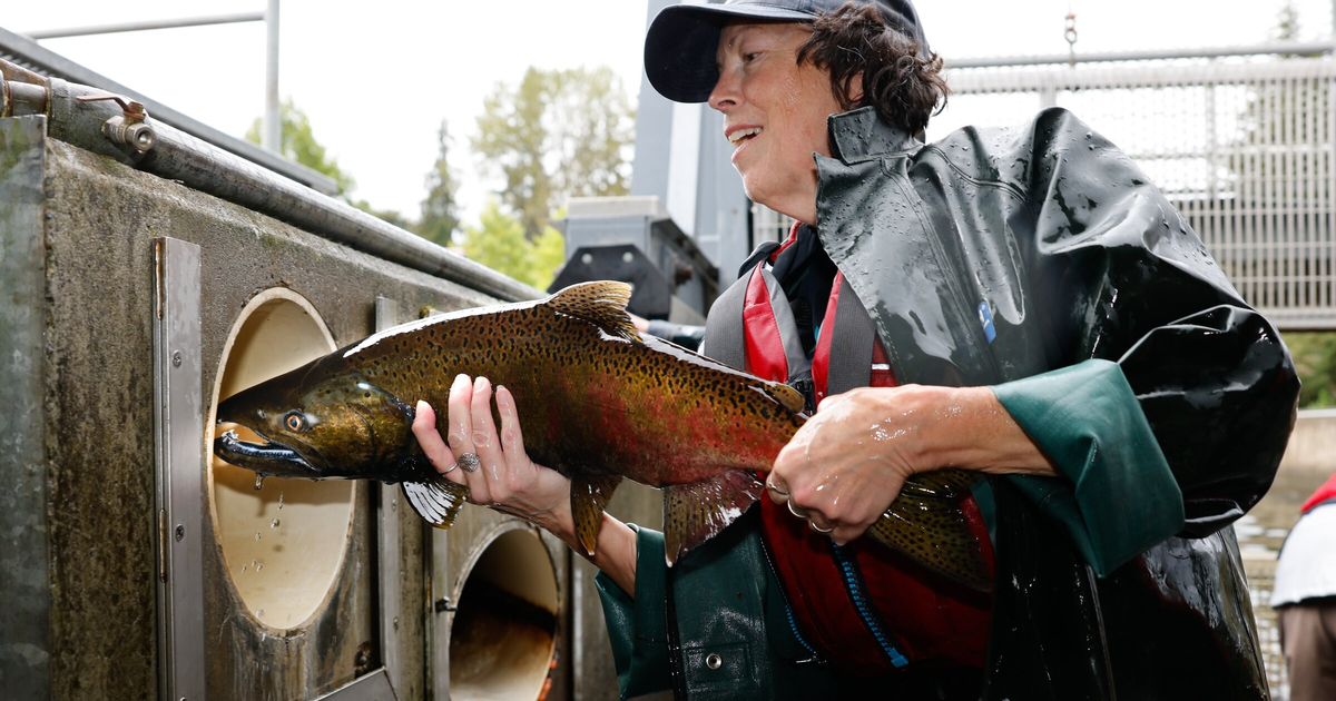 Salmon are spawning across the Seattle area. Here’s where to see them ...