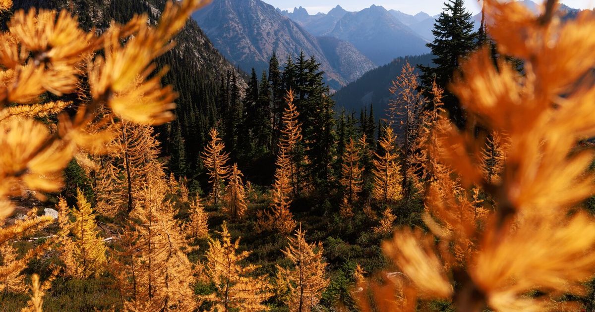 Here’s why and how leaves change color during fall | The Seattle Times
