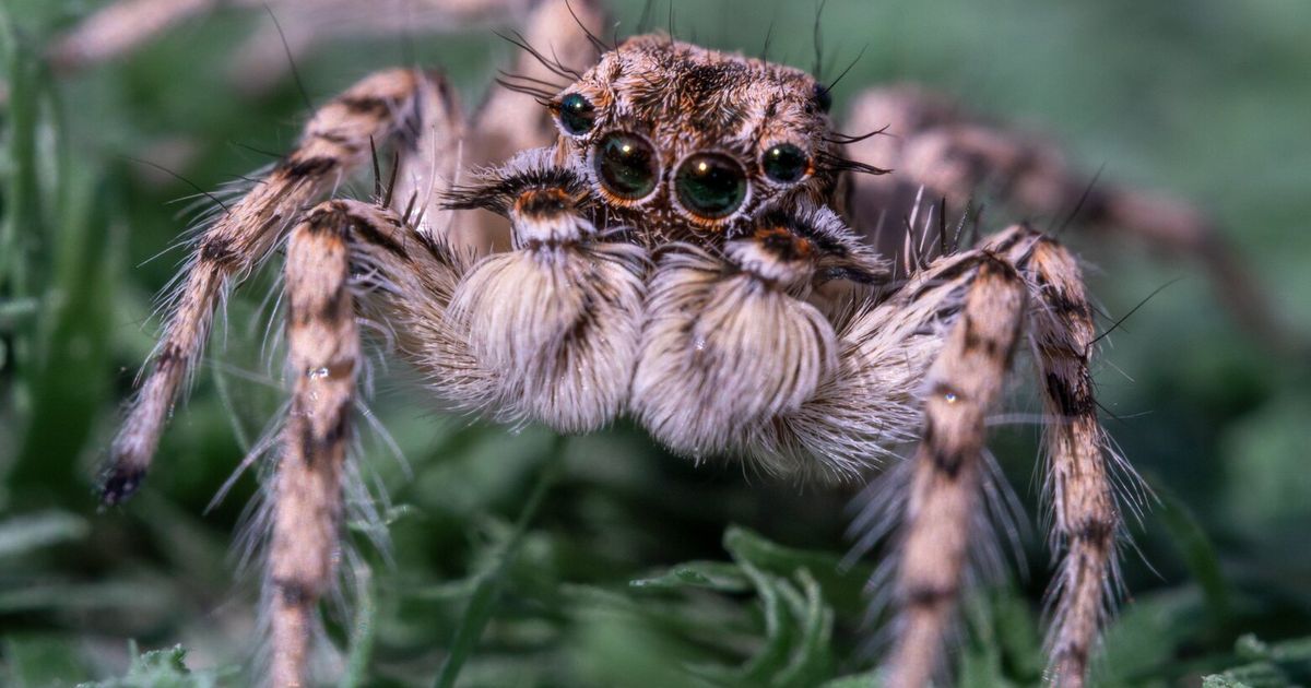 Get to know these WA spiders — and welcome them to your garden | The ...