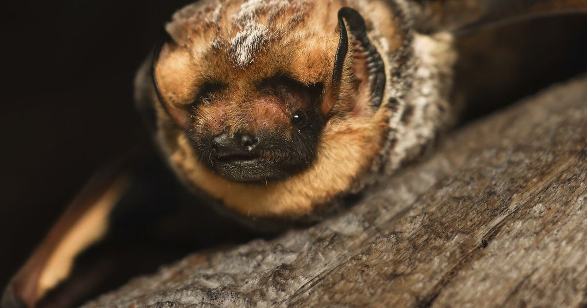 He’s fast, feisty and could play Quidditch. Meet the bat that won a ...