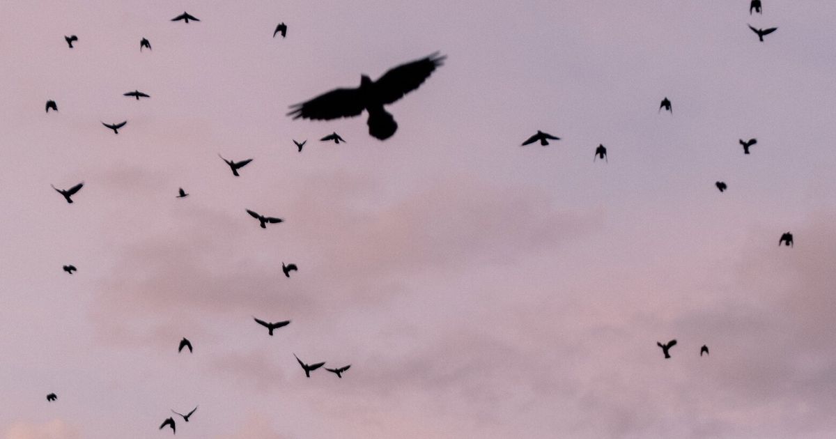 If you think you can hold a grudge, consider the crow | The Seattle Times
