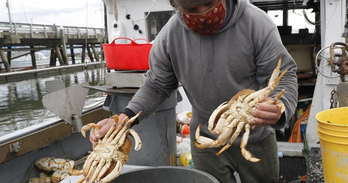 California’s commercial Dungeness crab season delayed again to protect ...