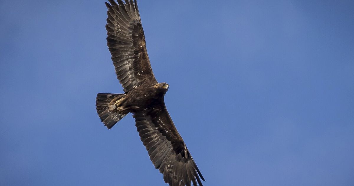 Poachers exploit high demand for eagle feathers, sacred to Native ...
