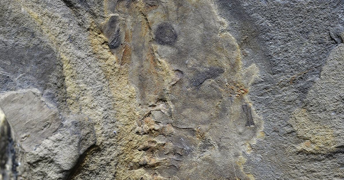 This ancient tadpole fossil is the oldest ever discovered | The Seattle ...
