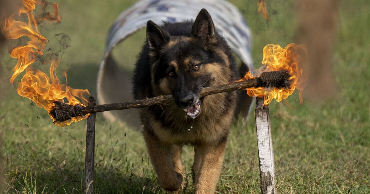 AP Photos: Garlands and treats for beloved dogs in Nepal’s annual Kukur ...