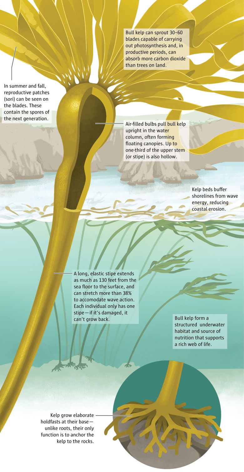 A look inside Puget Sound’s declining bull kelp beds | The Seattle Times