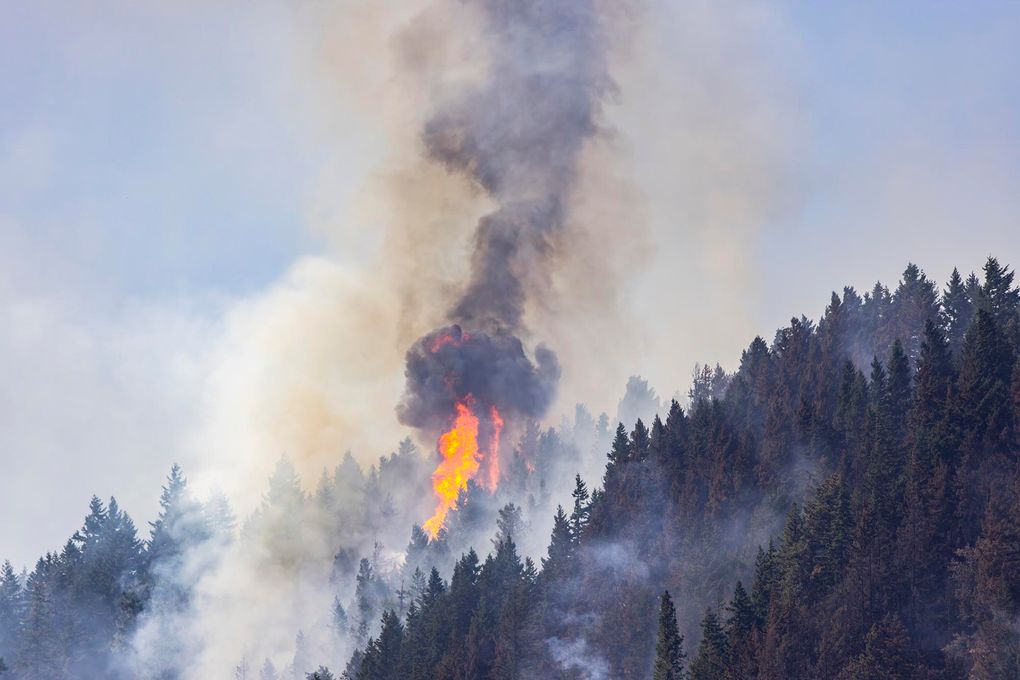 How Forest Management Helps Reduce Wildfire Risk – Washington Forest ...
