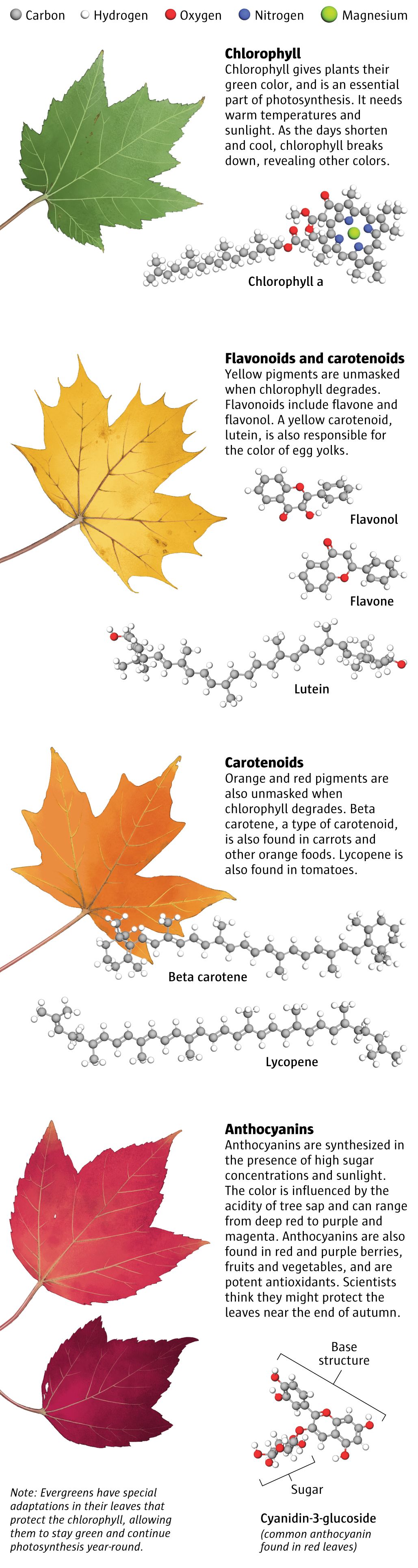 Why Do Leaves Change Color In The Autumn From Science Bob
