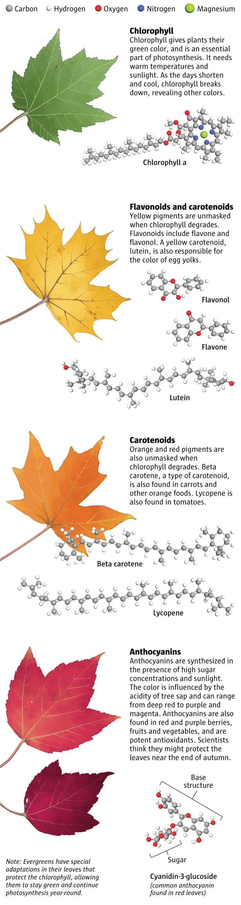 Here’s why and how leaves change color during fall | The Seattle Times