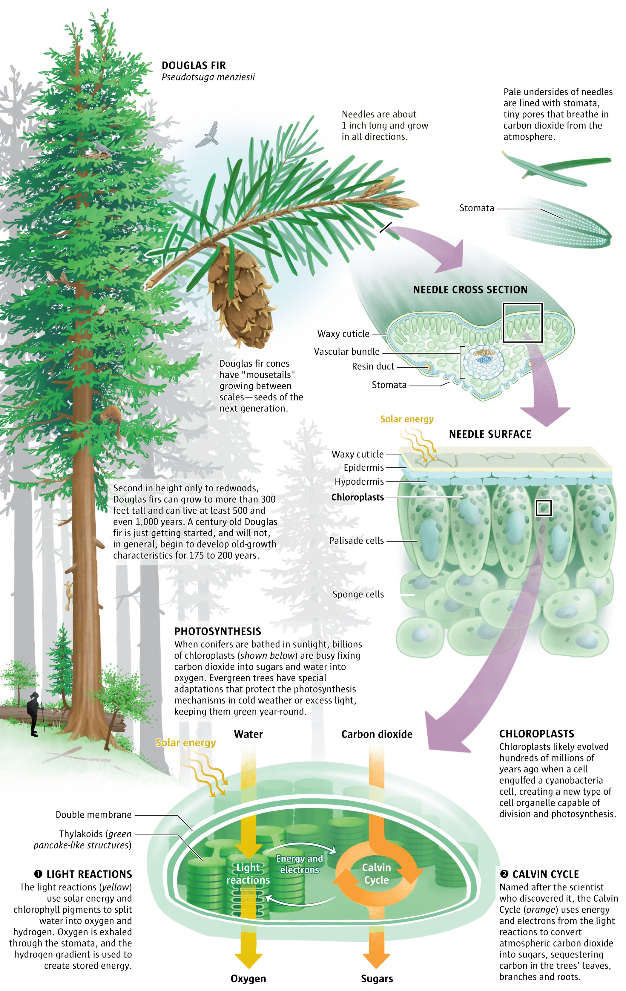 WA’s older forests capture carbon better than nearly any other | The ...