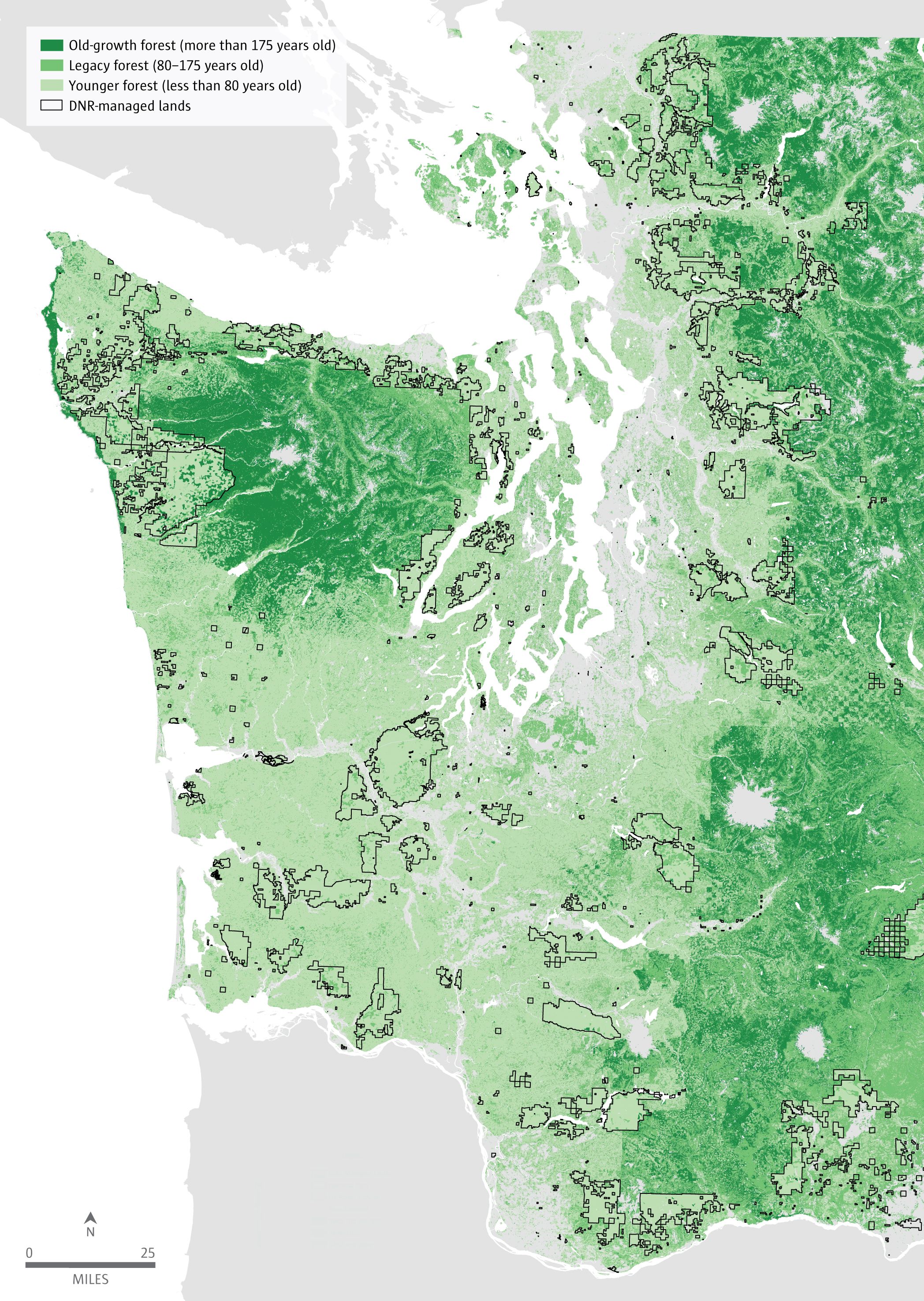 WA’s fight over the old-growth forests of tomorrow | The Seattle Times