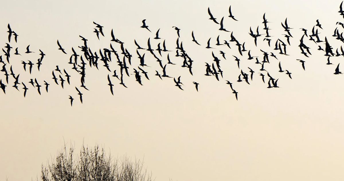 Hurricane Helene spawns mass migration of a half-billion birds | The ...