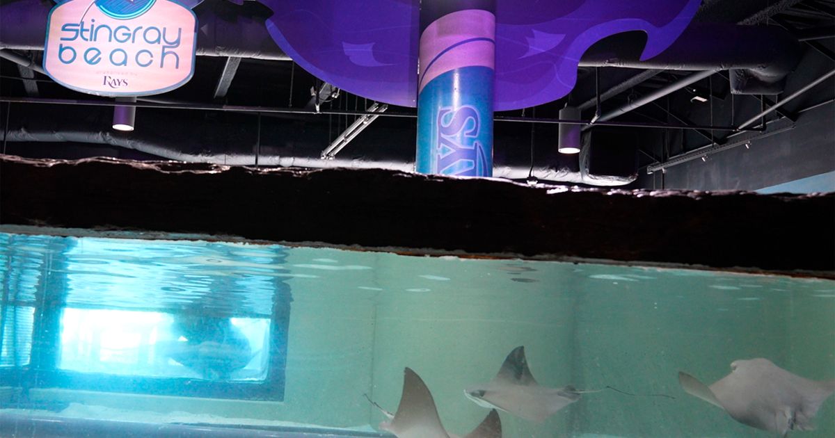 Safe! Florida Aquarium’s stingrays ride out Milton in MLB Rays ...