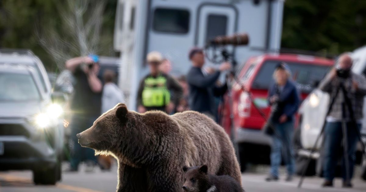 A cub of famous Wyoming grizzly No. 399 has been unseen since his mom’s ...
