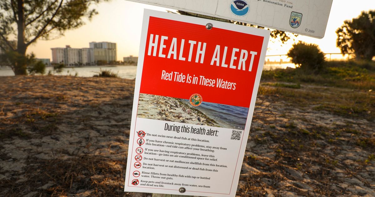 What to know about red tide after Florida’s back-to-back hurricanes ...