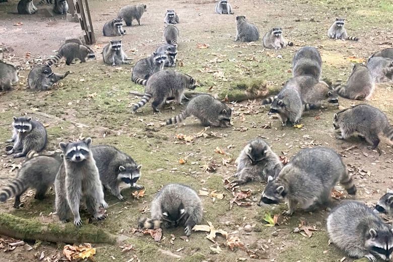 Raccoons Use Ram To Break Into Grocery Store — The Strangest Crime ...