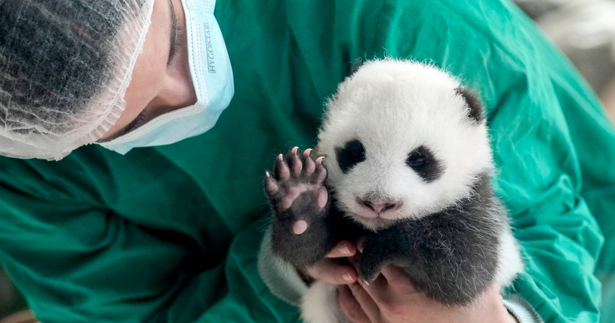 PHOTO COLLECTION: Germany Giant Pandas | The Seattle Times
