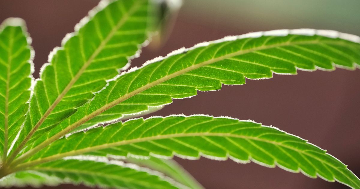Recreational marijuana home delivery to begin in Arizona | The Seattle ...