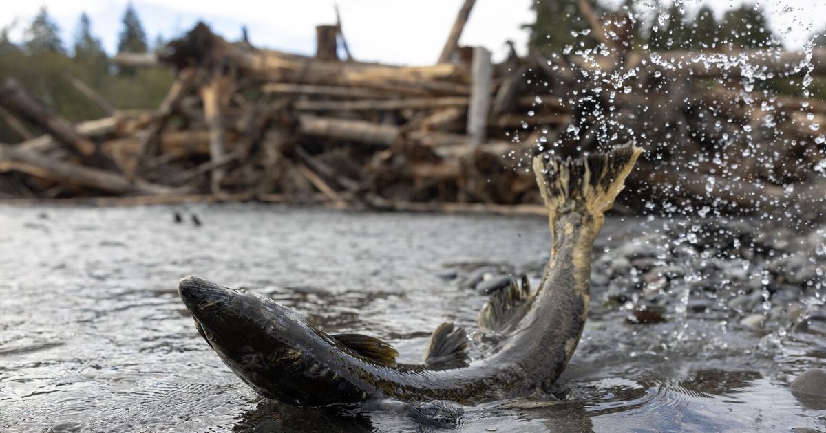 The power of a logjam: A vision of the Northwest’s rivers of old | The ...