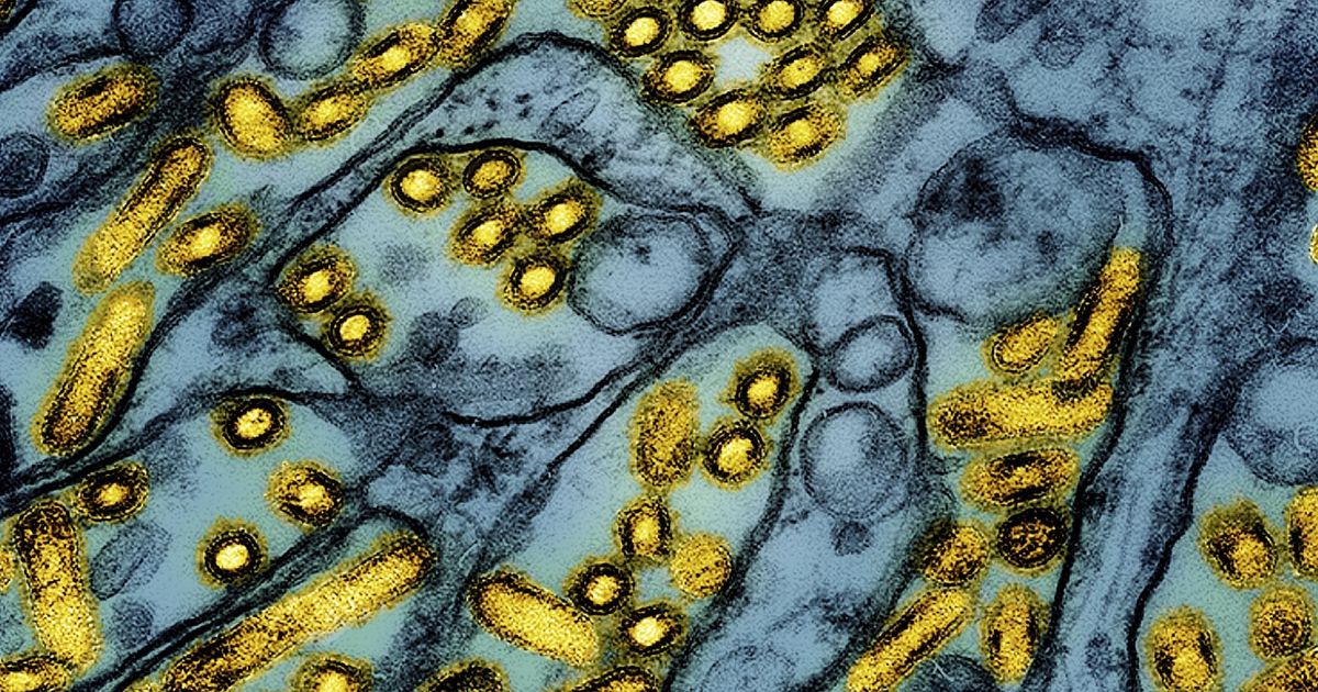 First US bird flu death is announced in Louisiana | The Seattle Times