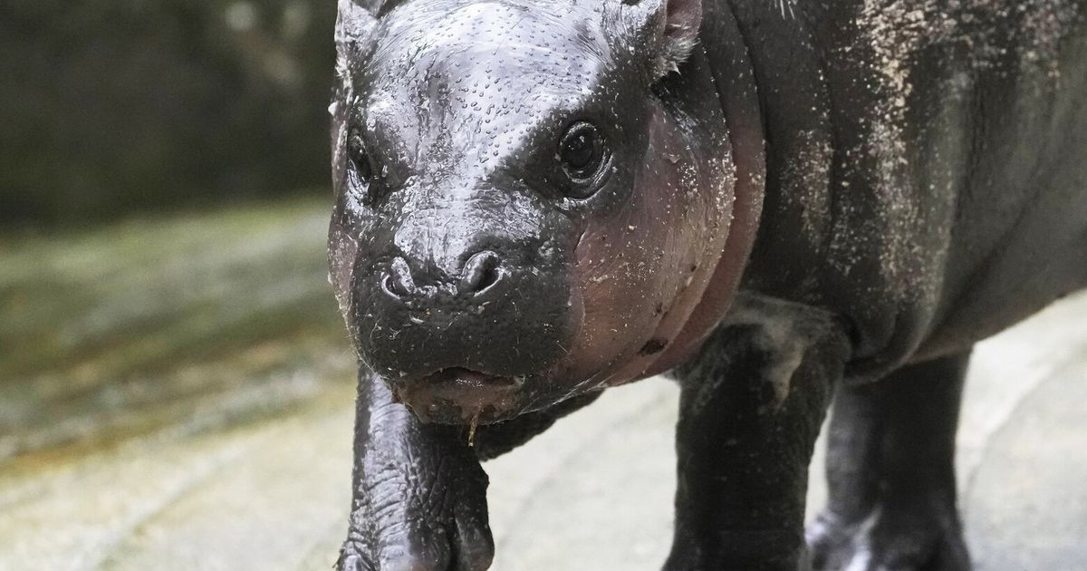 Thailand’s baby pygmy hippo Moo Deng now has an official song in 4 ...