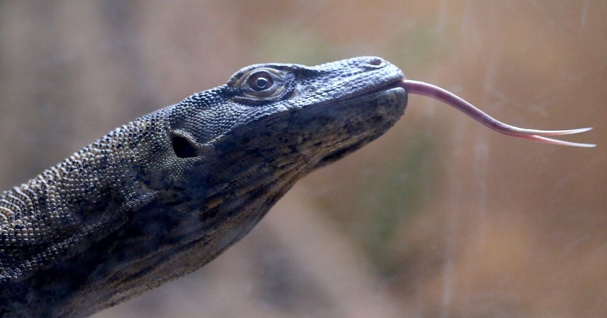 New reptile exhibit at Seattle’s Woodland Park Zoo opens Thursday | The ...