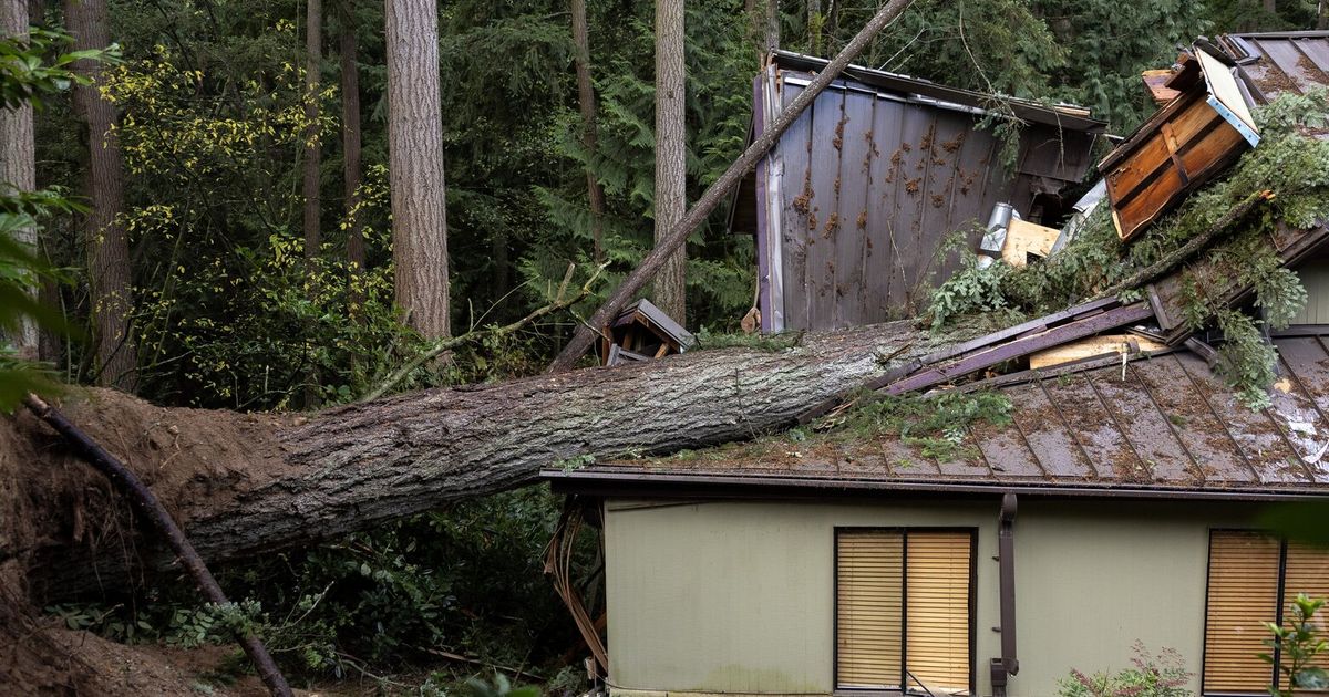 WA windstorm: 2 killed by fallen trees in Lynnwood, Bellevue | The ...