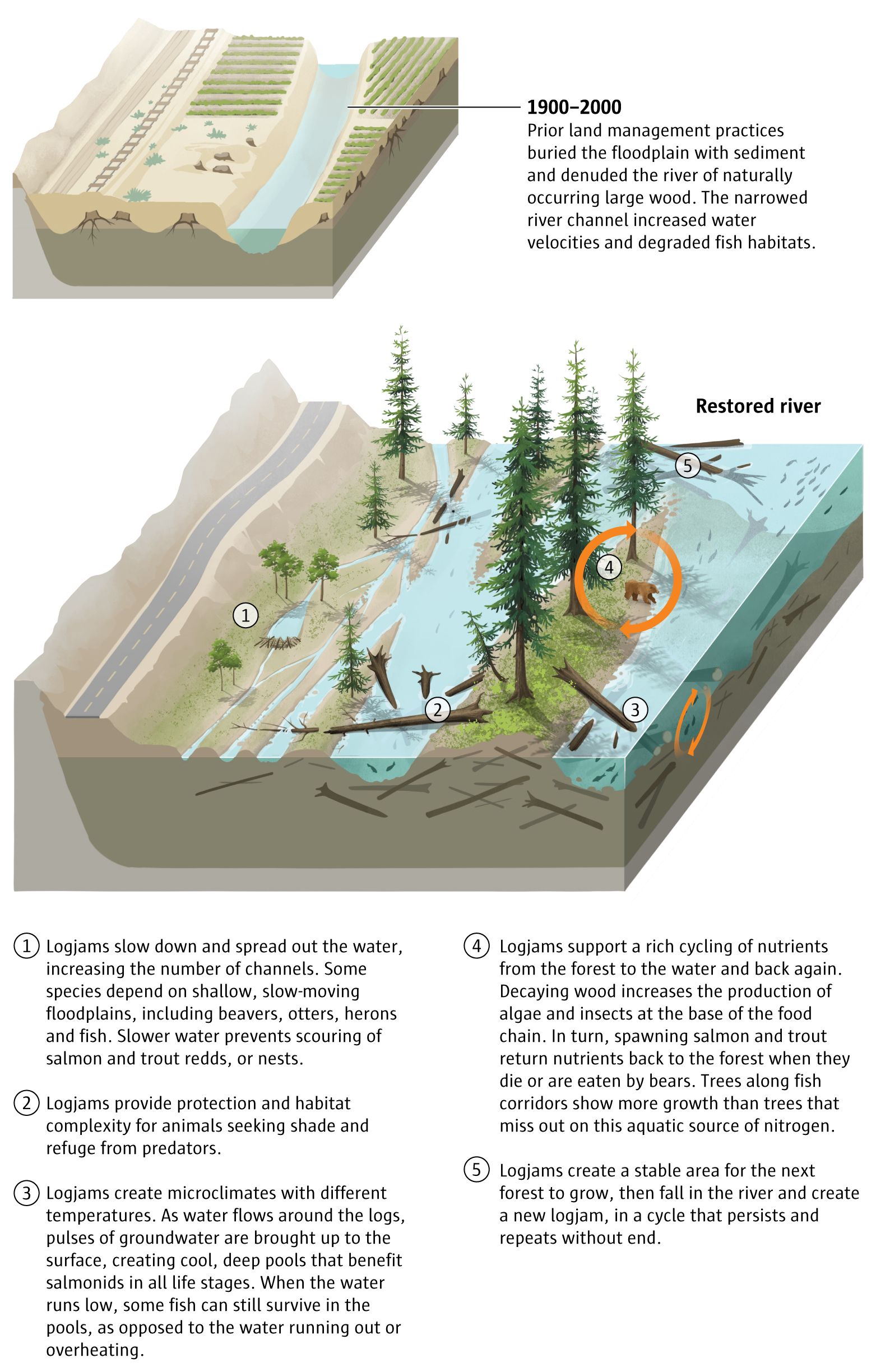 The power of a logjam: A vision of the Northwest’s rivers of old | The ...