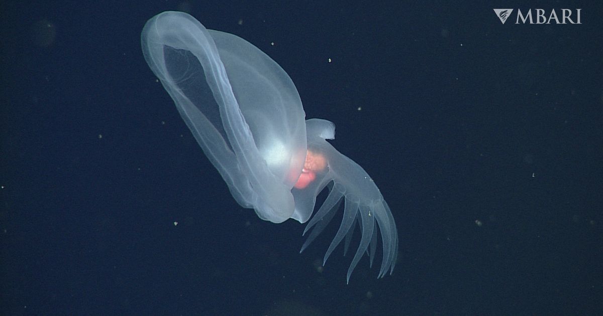 California researchers discover mysterious, gelatinous new sea slug ...