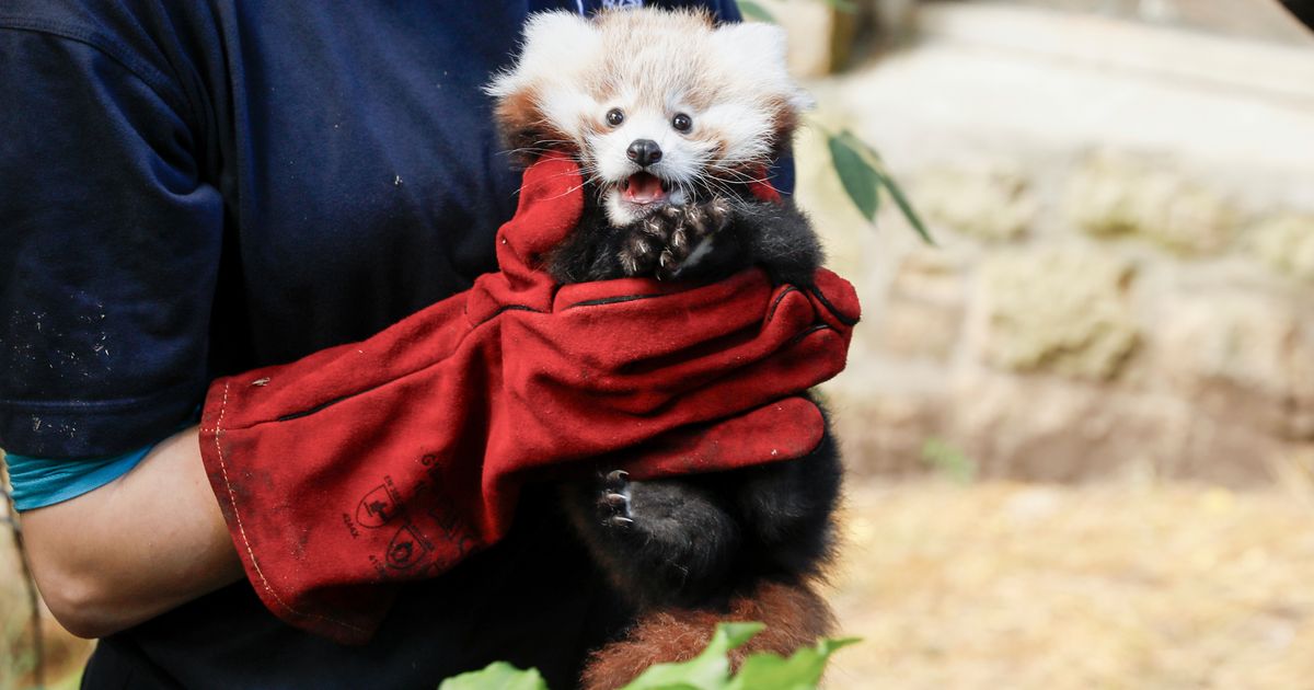Edinburgh Zoo blames fireworks for death of baby red panda | The ...