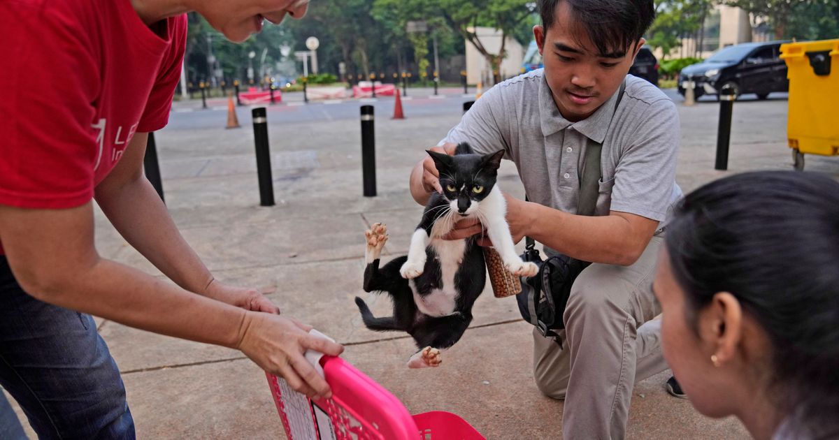 AP PHOTOS: Jakarta TNR effort aims to help stray cats like lively Hitam ...