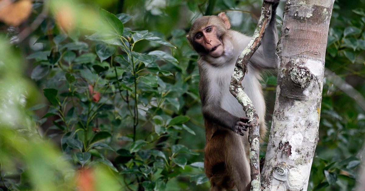 1 monkey recovered safely, 42 others remain on the run from South ...