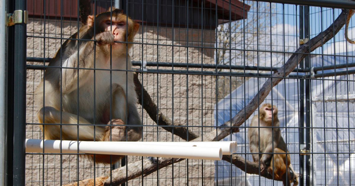 Monkeys that escaped a lab are a species used for human research since ...