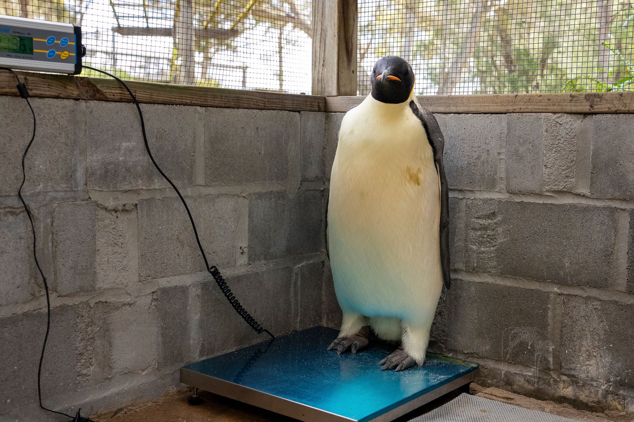 Emperor Penguin Number 1