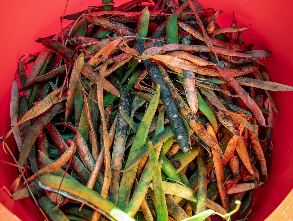 Growing beans in WA? Here’s what to know about nature’s magical food ...