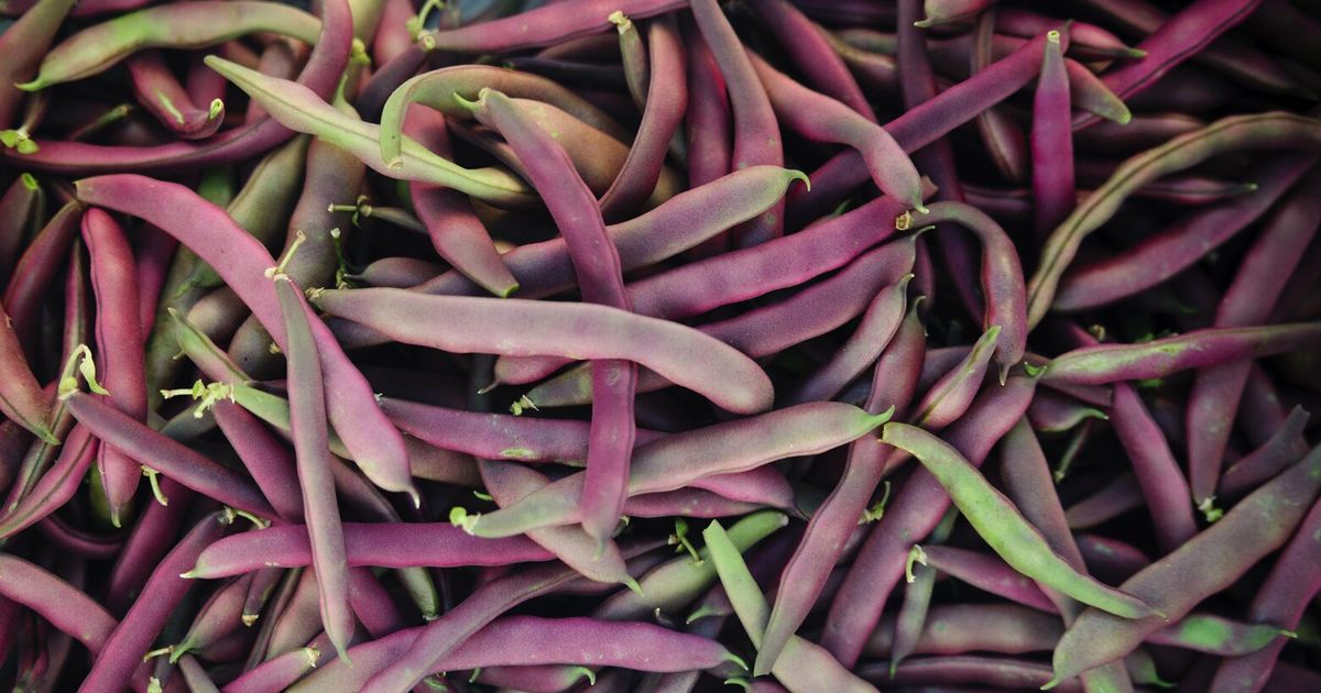 Growing beans in WA? Here’s what to know about nature’s magical food ...