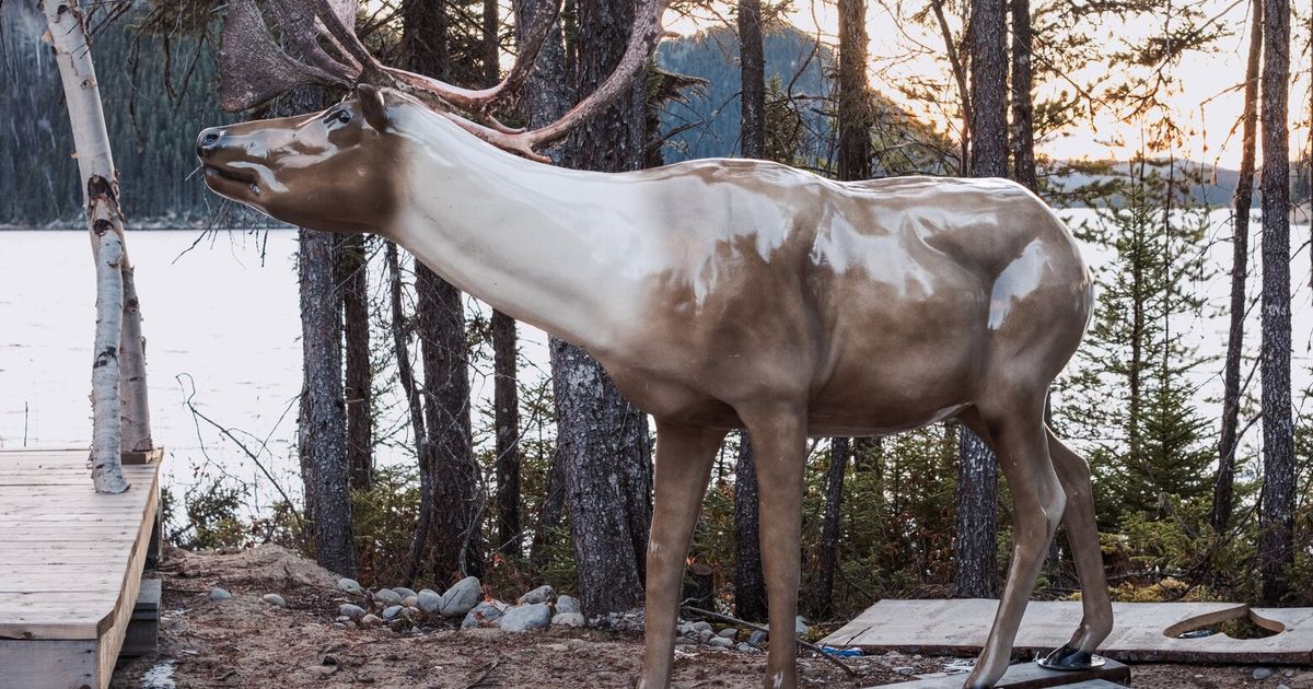 An Indigenous Group in Quebec Tries to Keep the Caribou Alive | The ...