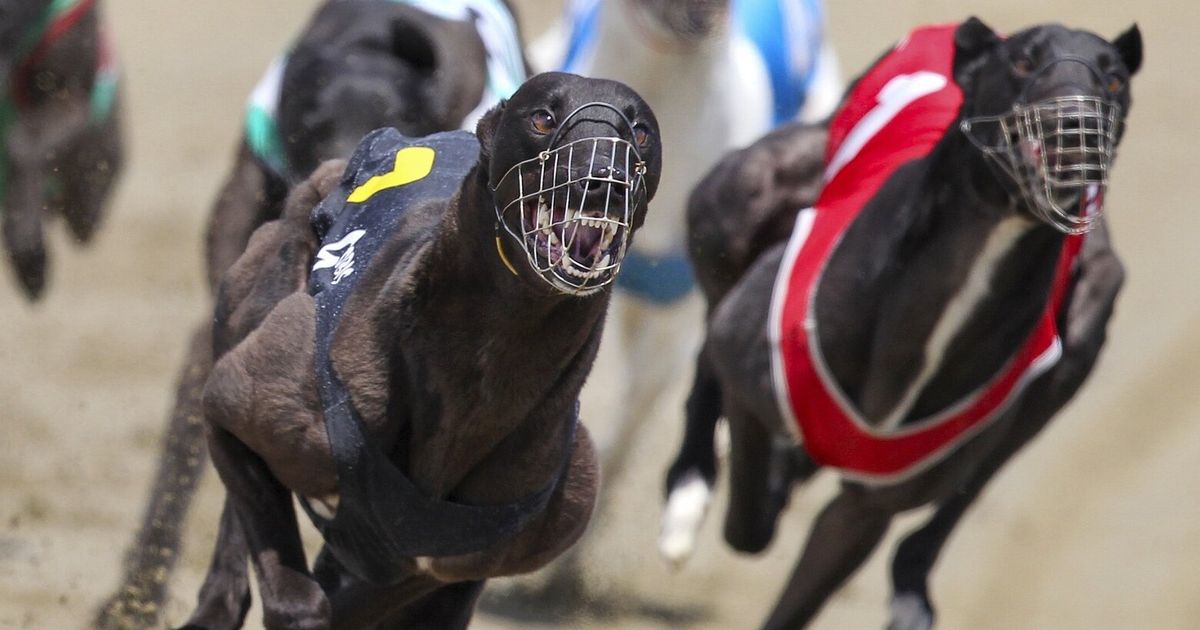 Greyhound racing is increasingly rare worldwide. New Zealand now plans ...